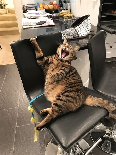 Очень смешные коты и кошки картинки и фото Koshka Top