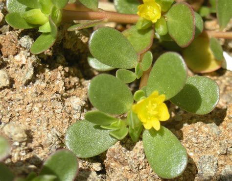 Portulaca Oleracea Only Foods