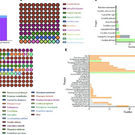 Identification Of Pathogenic Fungi By Conventional Culture Methods And Download Scientific