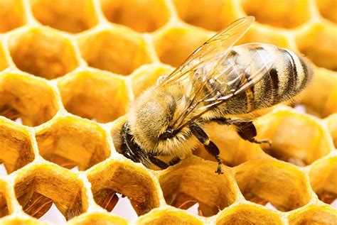 Nature notes: Feds still registering bee-killing pesticides - NOW Magazine