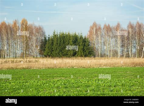 Green Conifers And Birch Trees Without Leaves Field And Dry Grass Blue Sky Stock Photo Alamy