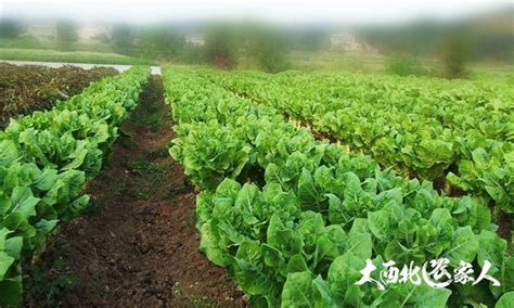 秋季種植萵筍有這些方法點 每日頭條