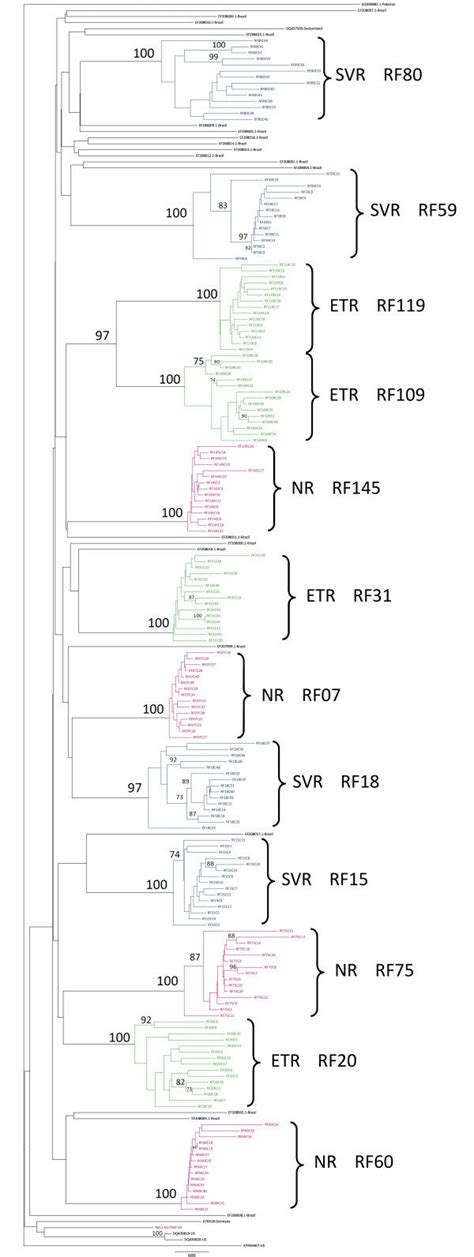 Phylogenetic Tree Unrooted Phylogenetic Tree Constructed With The 179