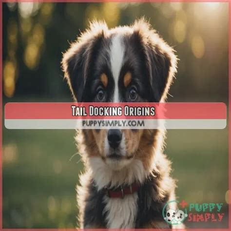 Australian Shepherd Tail Docking Cons The Hidden Dangers Exposed