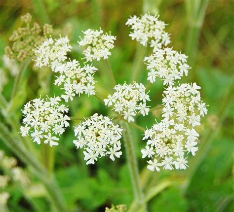 Cow Parsnip Weed Identification Guide For Ontario Crops Ontario Ca
