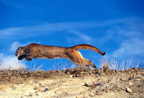 How Fast Can A Deer Run Field And Stream
