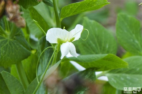 포토친구 하얀 나비 완두콩꽃