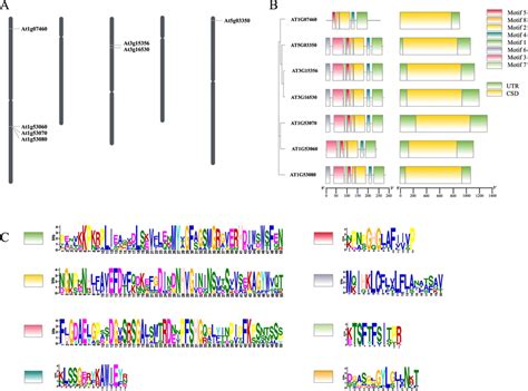 Chromosomal Localization Sequence Analysis And Phylogenetic