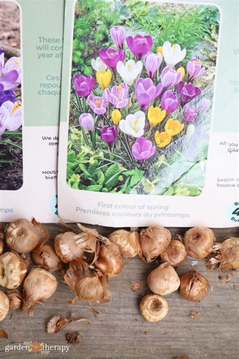 Naturalizing Bulbs In Lawn My Bulb Lawn 1 Year Later Garden Therapy