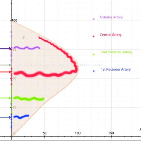 The Banwell Classification The Labia Minora Are Divided Into Three