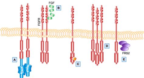 Fgfr Pathway Alterations Described In Sts A Fgfr Gene Fusions B