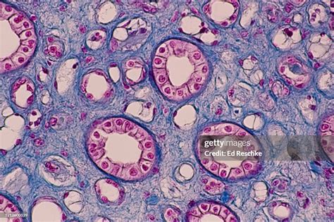Simple Cuboidal Epithelium 100x