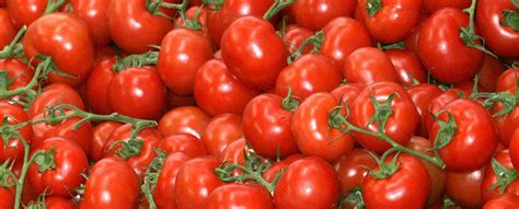 Dissolved Oxygen Monitoring In Hydroponics Hanna Instruments Africa