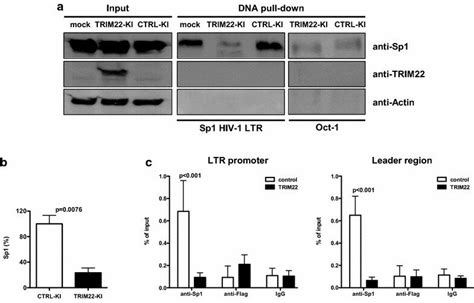 Trim22 Prevents Sp1 Binding To The Hiv 1 Promoter A 293t Cells Were Download Scientific
