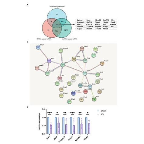 Heatmap Of Circrna Expression And Enrichment Analysis Of Differentially Download Scientific