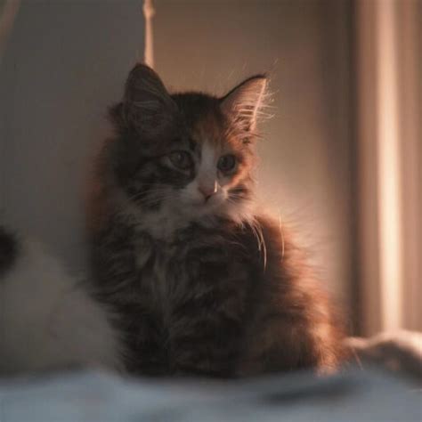 Hong ZOU Shaanxi Normal University Xian SNNU Psychology Department Research Profile