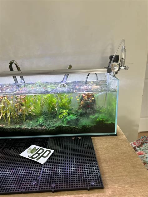 New Planted Tank Rplantedtank