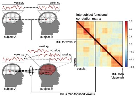 Intersubject Functional Correlation Isfc Analysis Computing