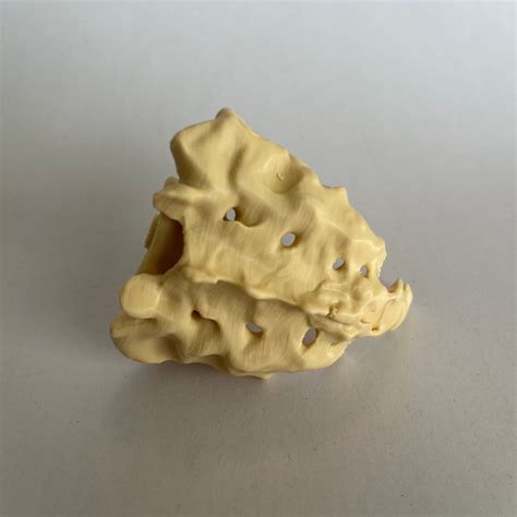 Entire Skeletal System 3d Model Files 200 Etsy