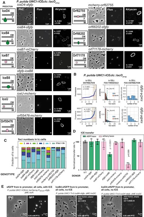 Subcellular Localization Of Predicted Iceclc Conjugative System Download Scientific Diagram