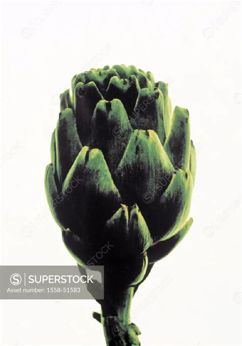 Artichoke Cynara Scolymus SuperStock