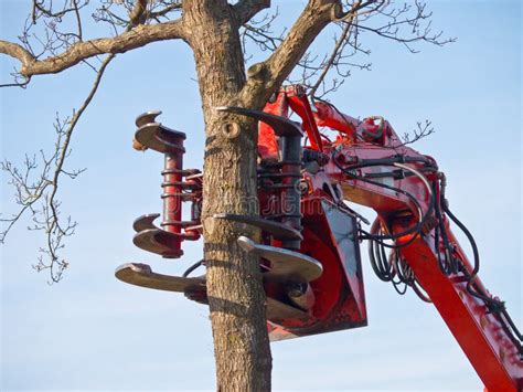 Tree Cutting Crane About To Cut A Tree Stock Photo Image Of Manipulation Lift 27474302