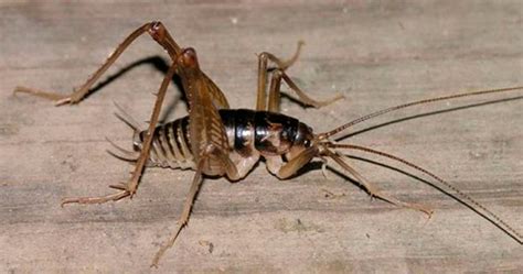 What Do Crickets Eat The Complete Guide Wild And Captivity Diets