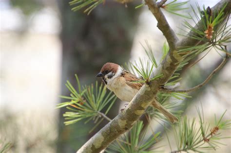 지점 새 참새 작은 Pixabay의 무료 사진 Pixabay