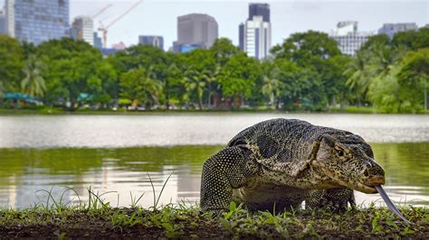 Bbc One Asia Filming Monitor Lizards In Bangkok A Shoot Full Of