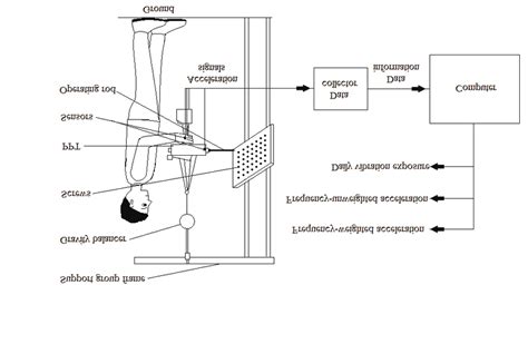 Typical Subject Posture For Measuring Biodynamic Responses Of The Human Download Scientific