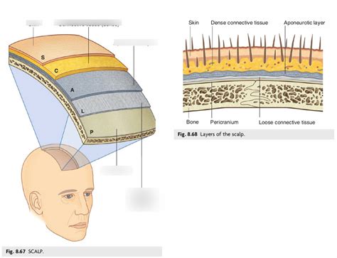 Scalp Layers Diagram Quizlet