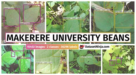 Makerere University Beans Dataset Ninja