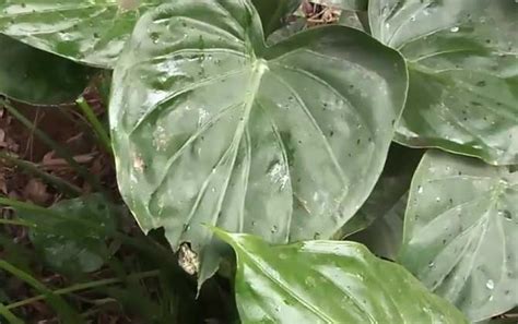 观音莲是什么植物 蜜源植物 酷蜜蜂