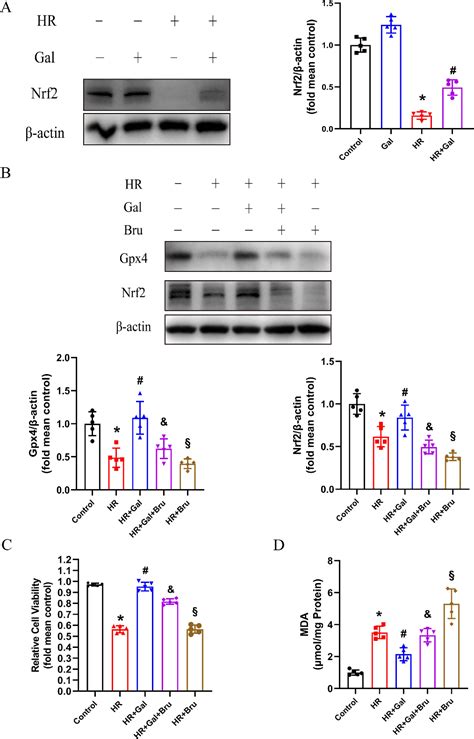 Figure 6 From Galangin Attenuates Myocardial Ischemic Reperfusion