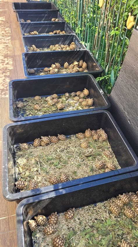 แดดดีๆแบบนี้ ต้องรีบเอาน้องเต่ามาตากแดดกันหน่อย แต่เวลาตากแดดต้องระวังเรื่องแดด ที่บางทีร้อน