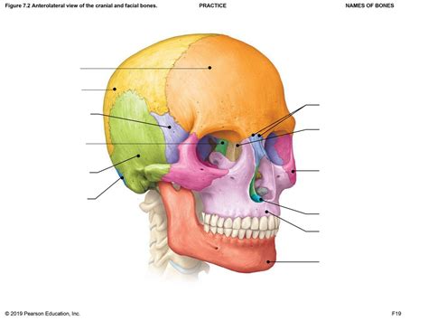 Facial Bones Quiz Diagram Quizlet