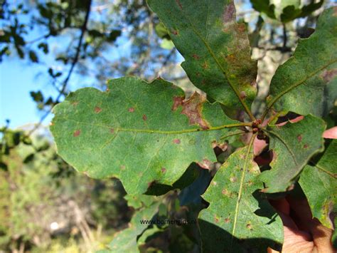 Quercus Douglasii