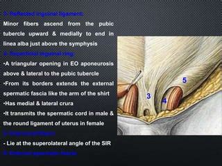 Gastrointestinal Tract Introduction Lecture Pdf