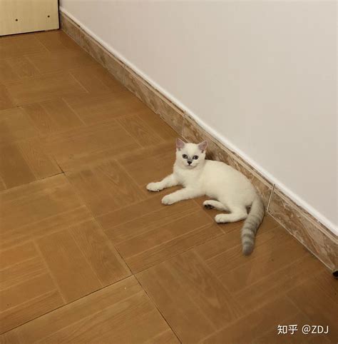 银点猫 知乎