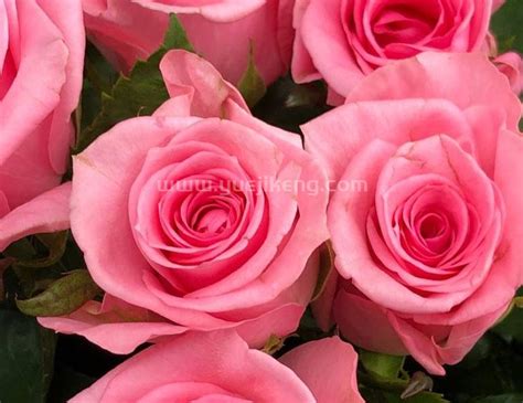 可爱女孩的优缺点 灌木月季 月季坑