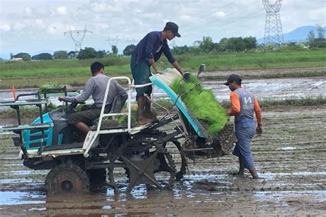 သထုံမြို့နယ်တွင် ရေကြီးနစ်မြုပ်ပြီးပျက်စီးခဲ့သည့် မိုးစပါးစိုက်ဧကများကို စက်မှုလယ်ယာဦးစီးဌာနမ