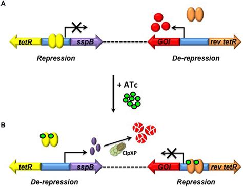 Dual Control Duc Genetic Switch For Simultaneous Transcriptional