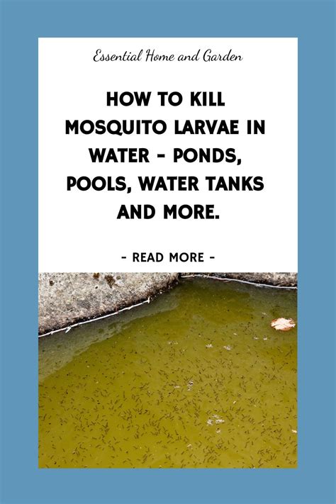 How To Kill Mosquito Larvae In Water Ponds Pools Water Tanks And