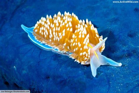 Mollusks Examples Pictures And Facts Different Types Of Mollusks Mollusks Examples Pictures And Facts Different Types Of Mollusks