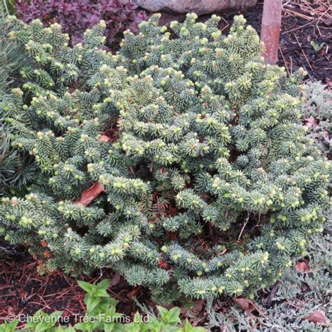 Coniferous Evergreen Shrubs Spreading Cheyenne Tree Farm Trees Shrubs Perennials