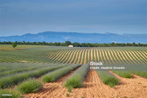 프랑스 발렌솔 코트 다쥐르 알프스프로방스 보라색 꽃 녹색 줄기 향수 베이스 파노라마 관점 나무 산이 배경으로 한 빗질침대 발레솔 코트 다쥐르 알프스프로방스 보라색 꽃 빗질침