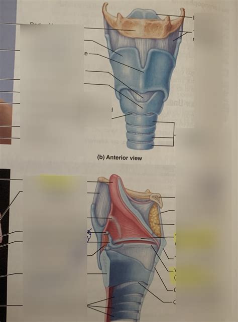 Exam 3 Larynx Diagram Quizlet