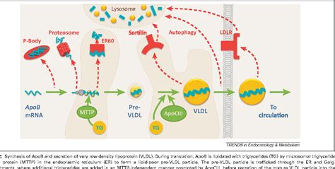 Figure 2 From The Regulation Of Apob Metabolism By Insulin Semantic Scholar