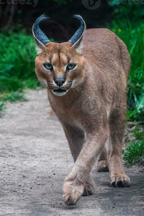 Portrait Desert Cats Caracal Or African Lynx With Long Tufted Ears