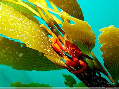 Ламінарія шпалери на робочий стіл Hd Скачати Безкоштовно заставки